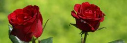 Signification de la couleur et du nombre de roses dans un bouquet
